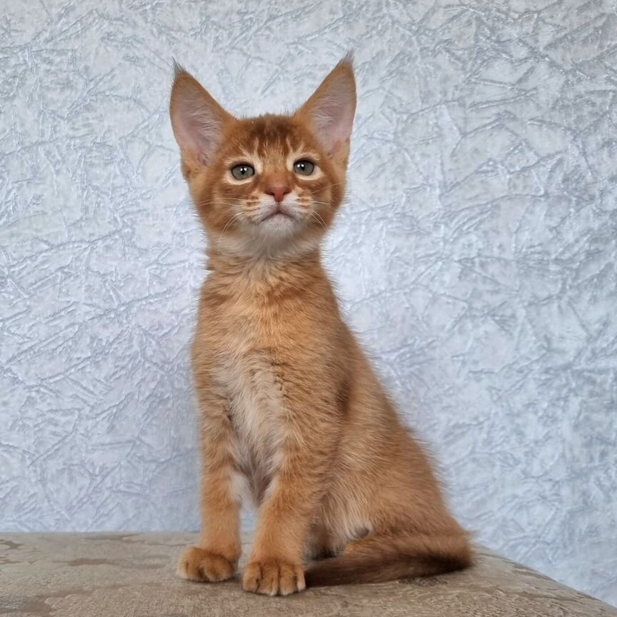 Котята уникальной породы