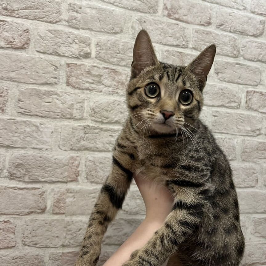 Котенок мальчик