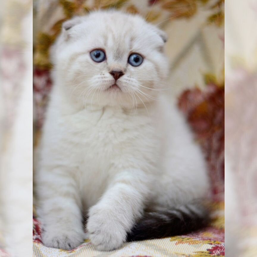 Элитные Вислоухие Котята