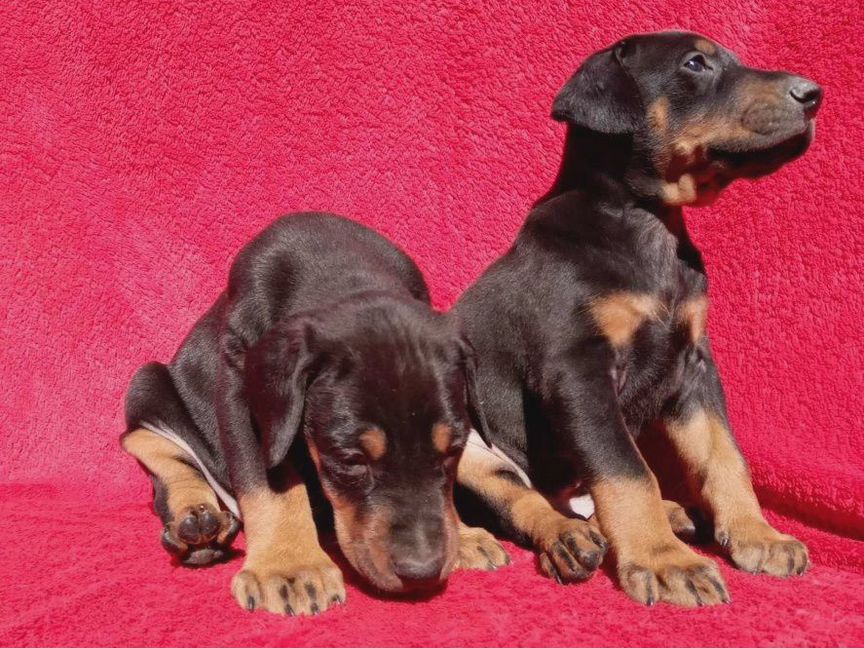 Щенки добермана