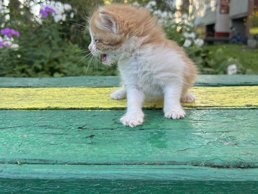 Котята в добрые руки бесплатно