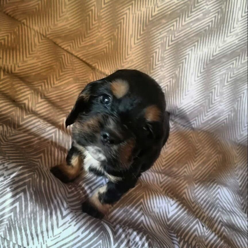 Щенки английского кокер