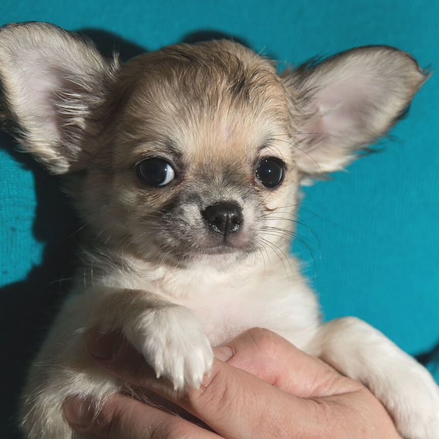Чихуахуа, щенок