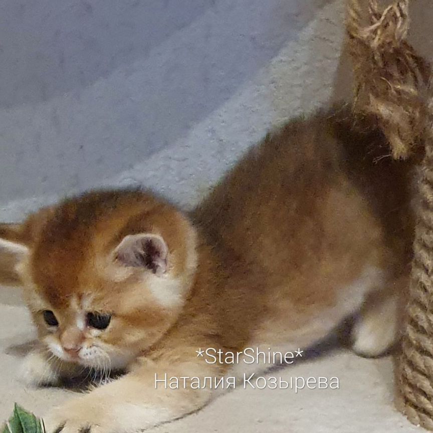 Британский короткошёрстный котёнок