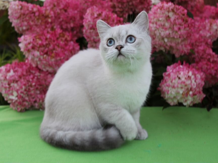 Шотландский колорный котик