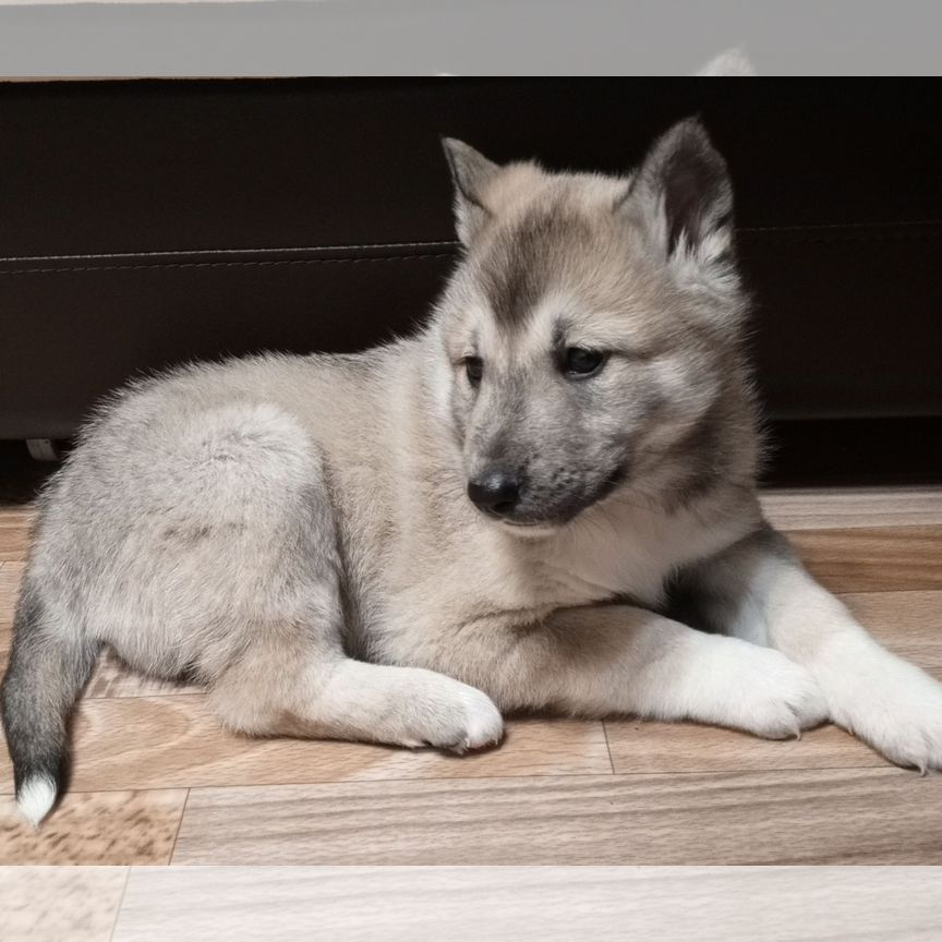 Западно сибирская лайка