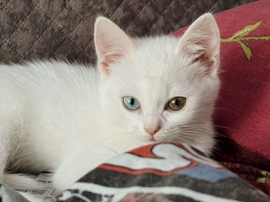 Котенок девочка