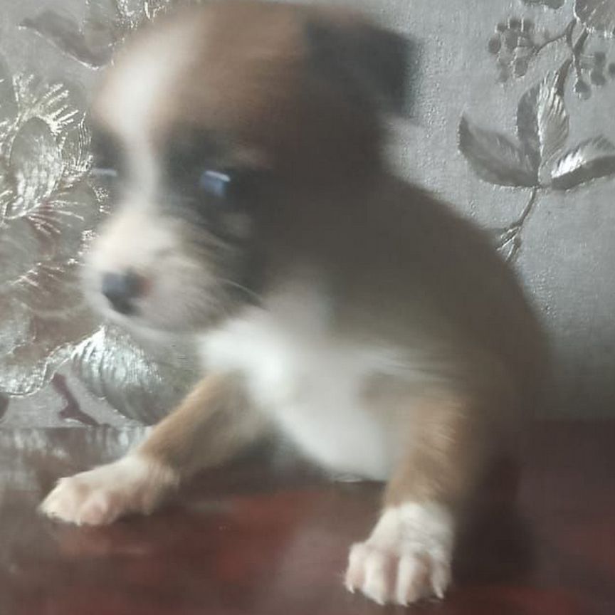 Китайская хохлатая, щенок