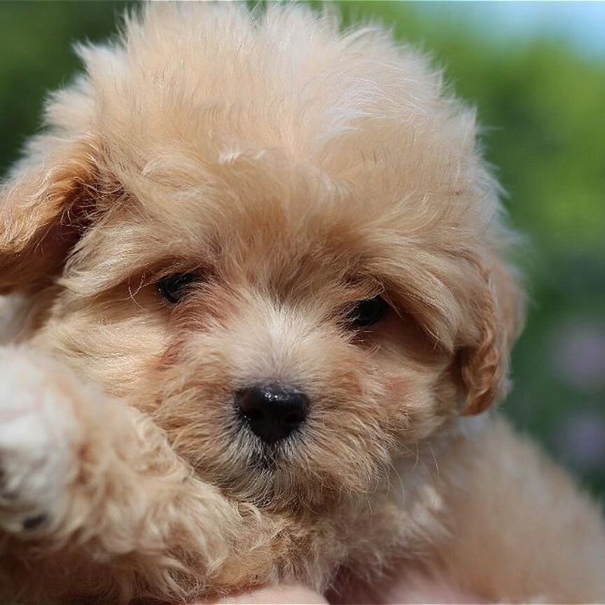 Очаровашки мальтипу