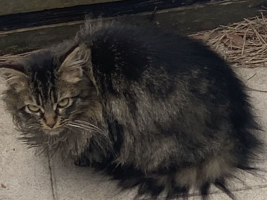 Кошка в дар бесплатно