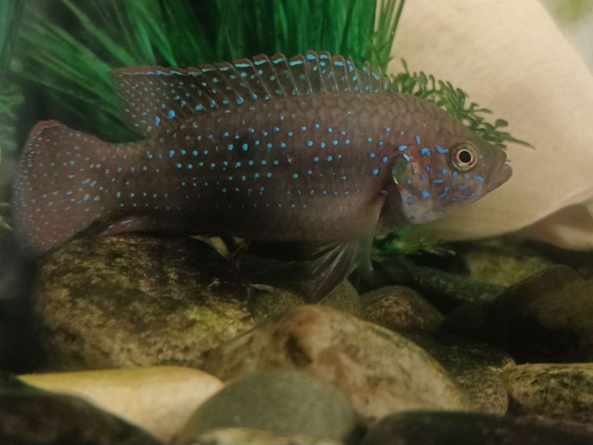 Хемихромис красавчик