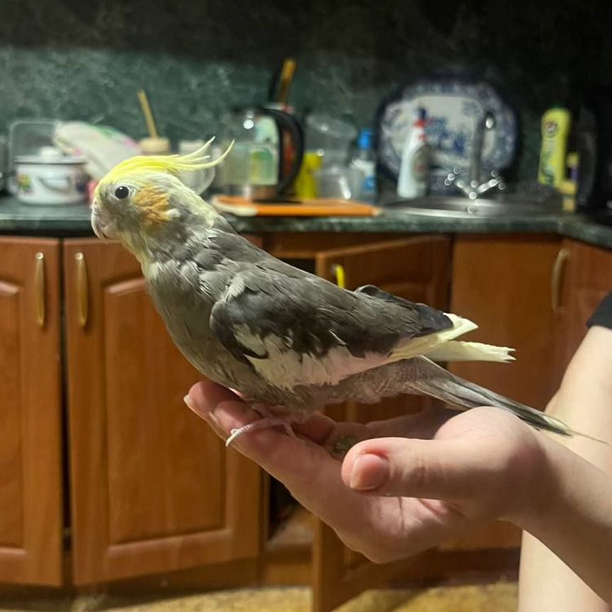 Молодой попугай Корелла мальчик ручной