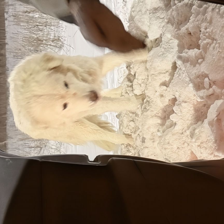 Самоедская собака, взрослая