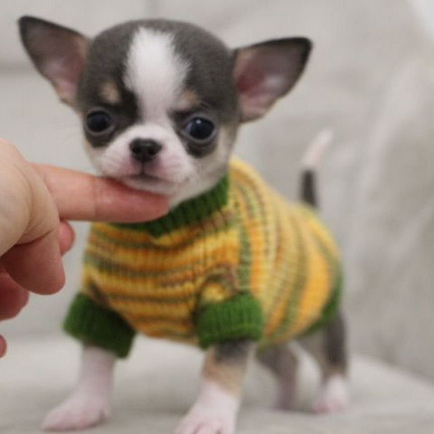 Чихуахуа мини девочка