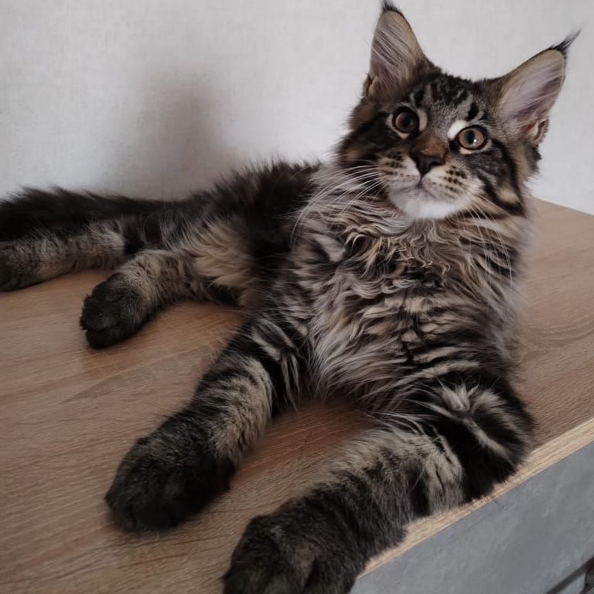 Котенок мейн-кун