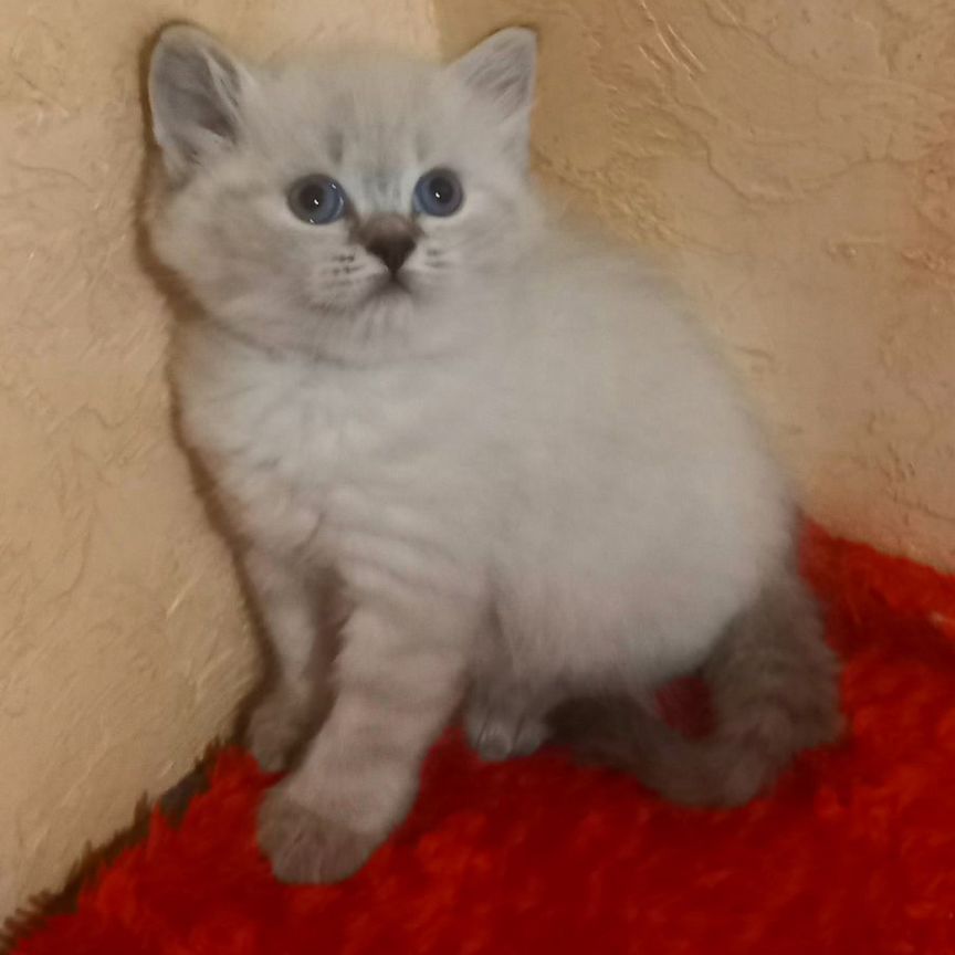 Невские маскарадные котята