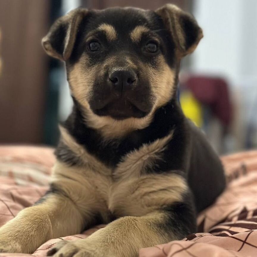 Мелкая Девочка щенок в семью