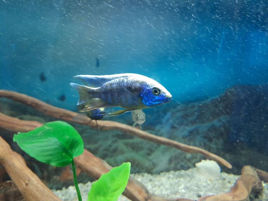 Цихлида Аулонакара Майланда - обмен на растения