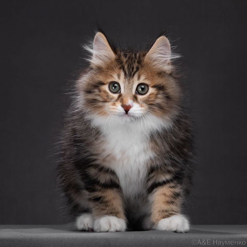 Котята