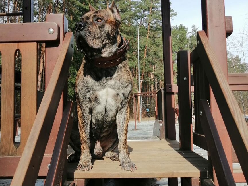 Испанский алано вязка