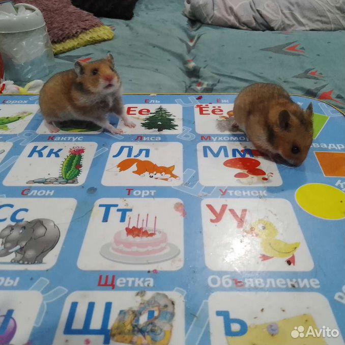 Сирийские хомячки