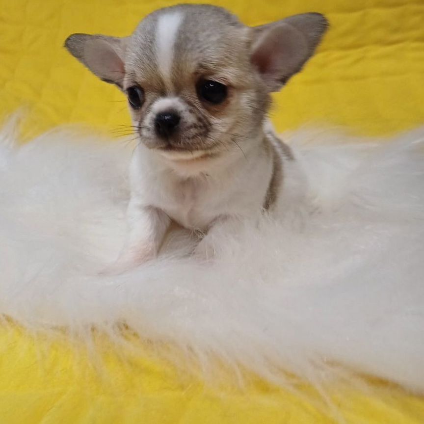 Щенки чихуахуа