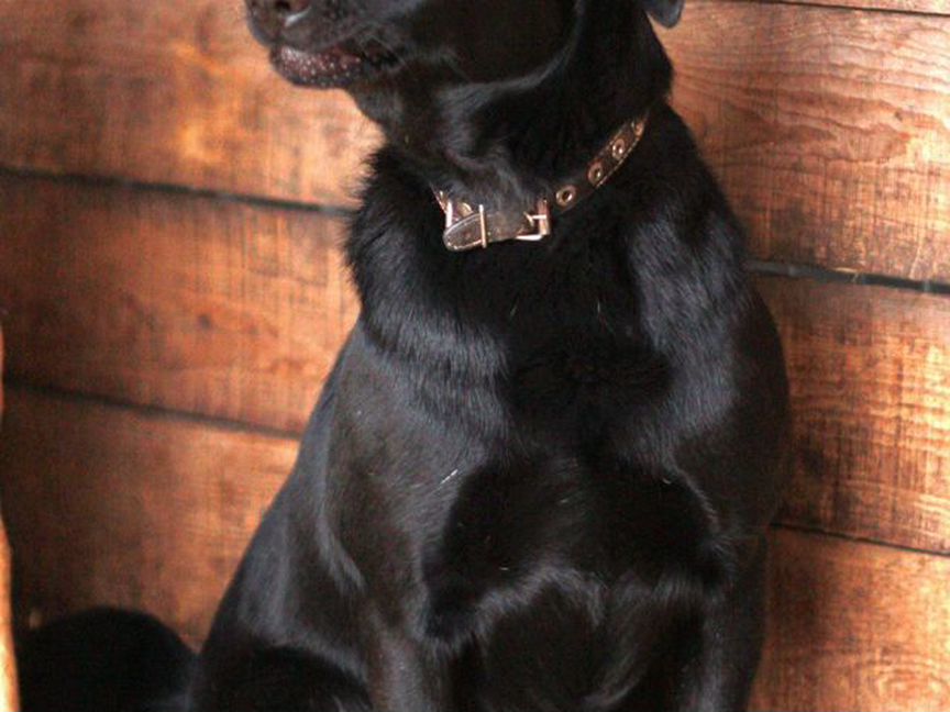 Нора ищет дом