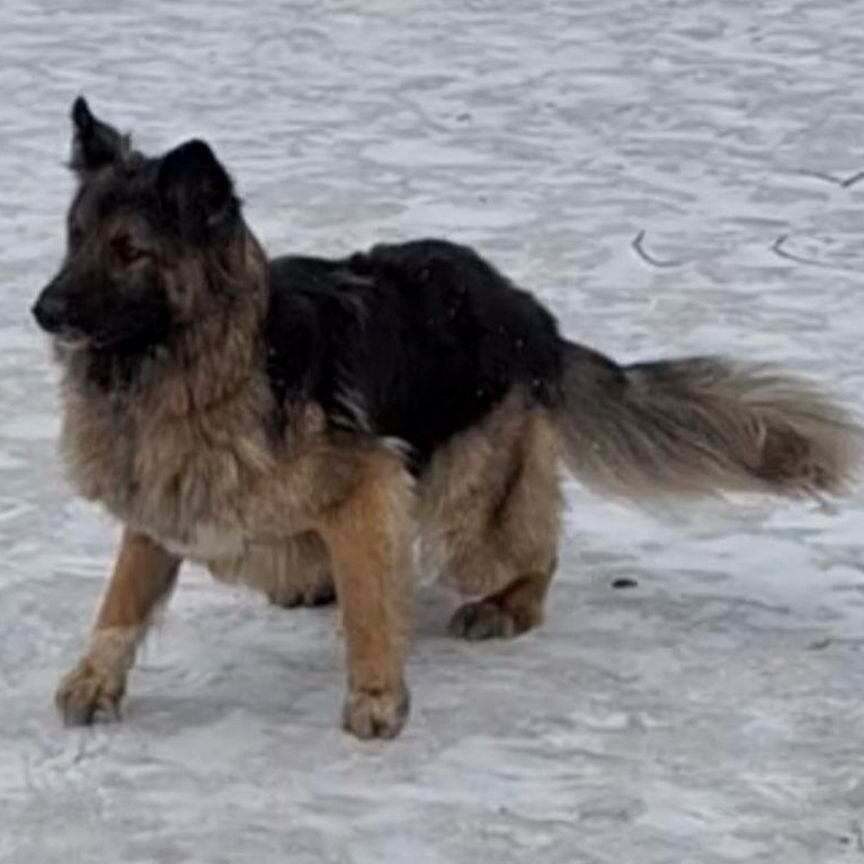 Взрослая собака от частного владельца