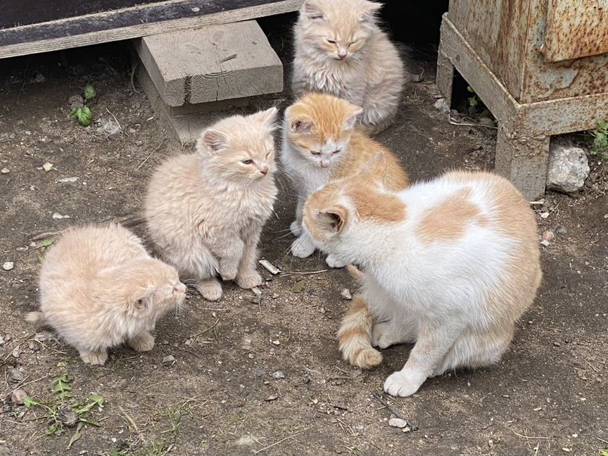 Котята в добрые руки бесплатно