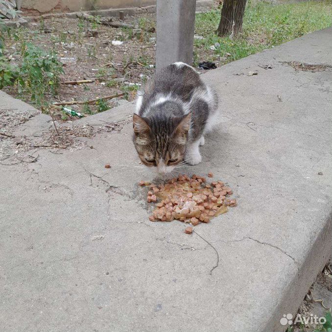 У кошки сгорел дом и хозяева помогите спасти