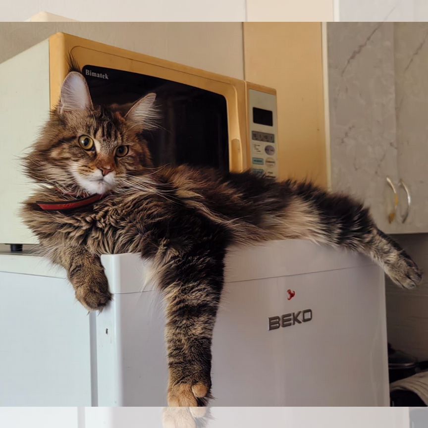 Мейн-кун котёнок