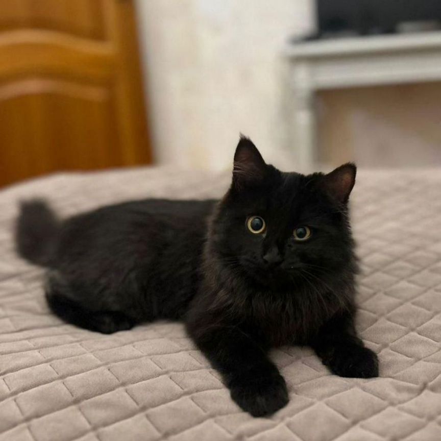 Котенок в добрые руки