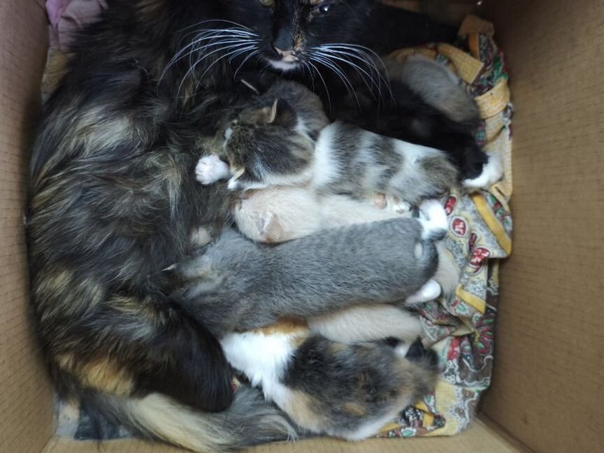 Котята в добрые руки