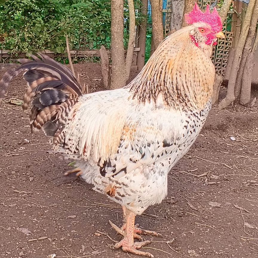 Куры петухи