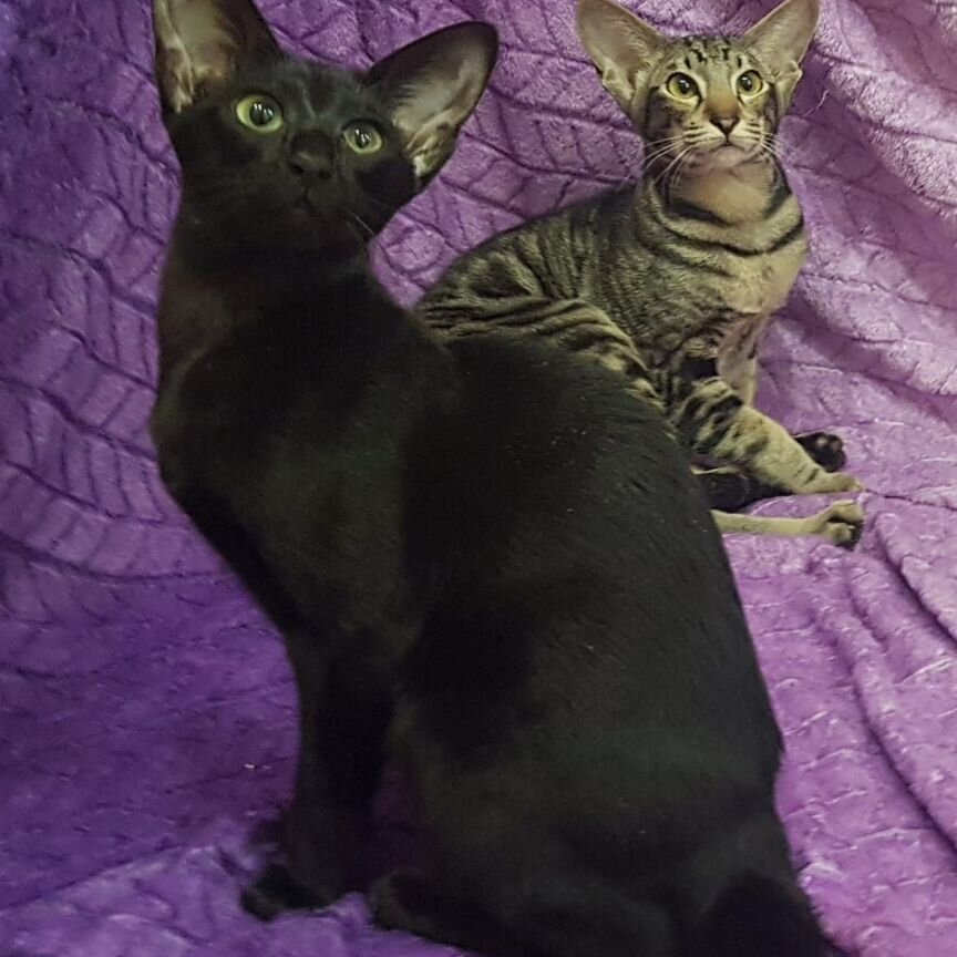 Ориентальные котята