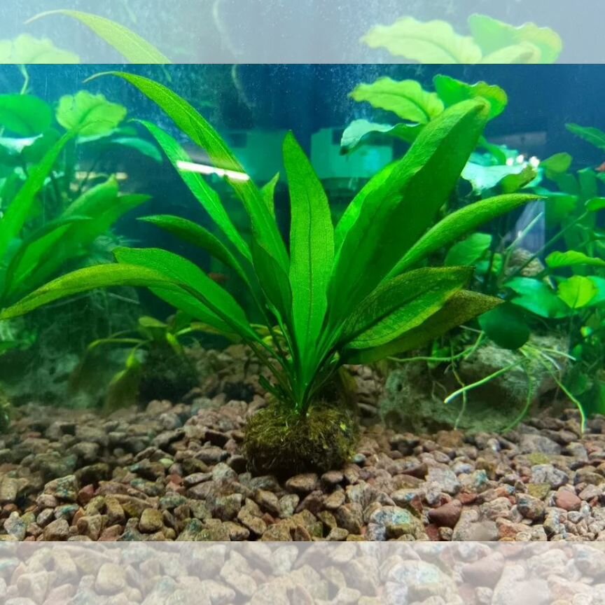 Вабикуса для аквариума