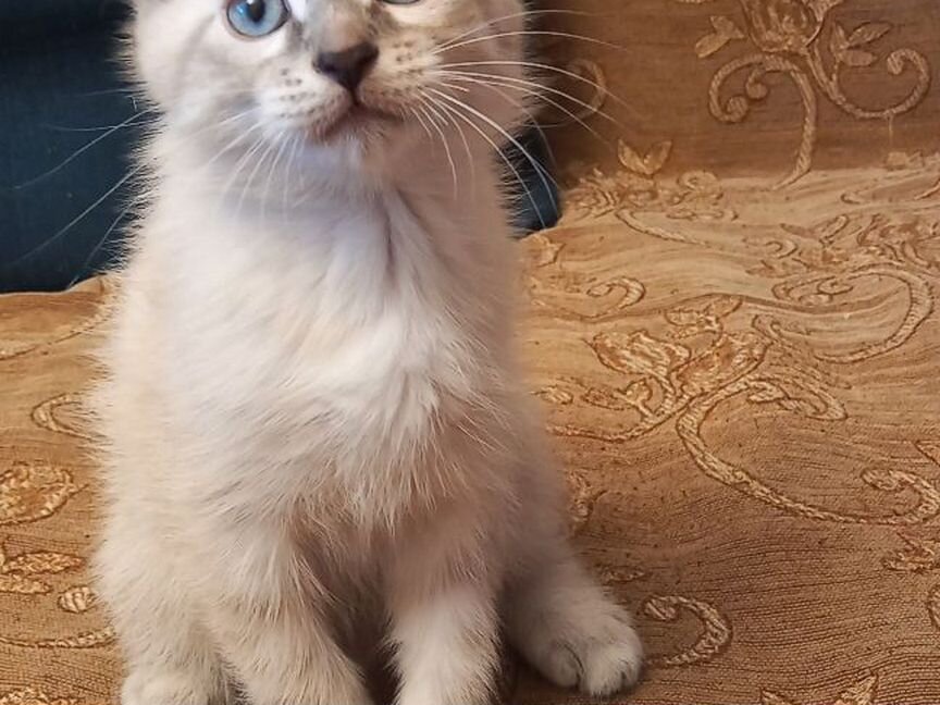 Котята невские маскарадные