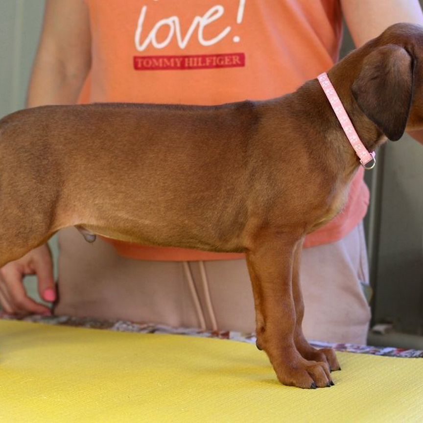 Мальчик родезийский риджбек Асади Фуади Гарфилд