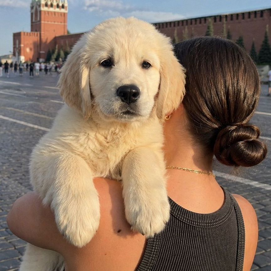 Золотистый ретривер, щенок