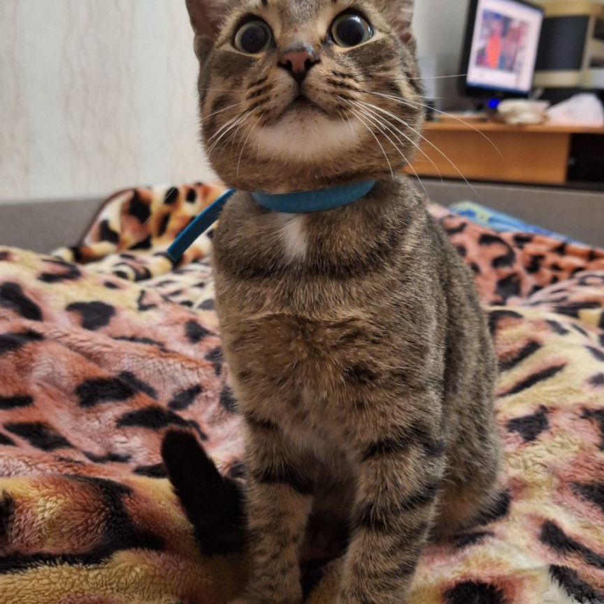 Потерялся кот