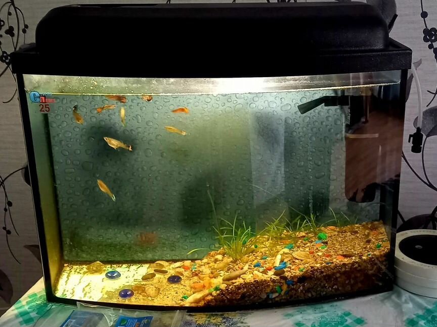 Аквариум и рыбки