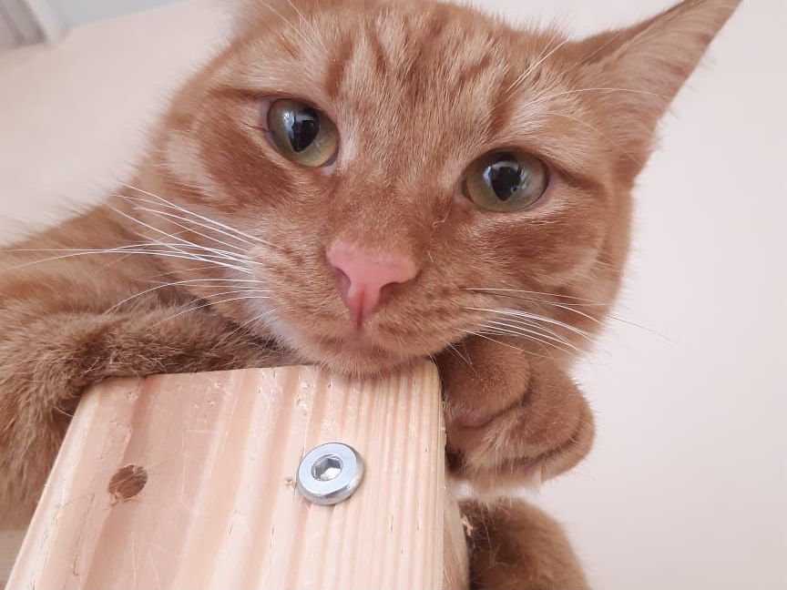 Кошка