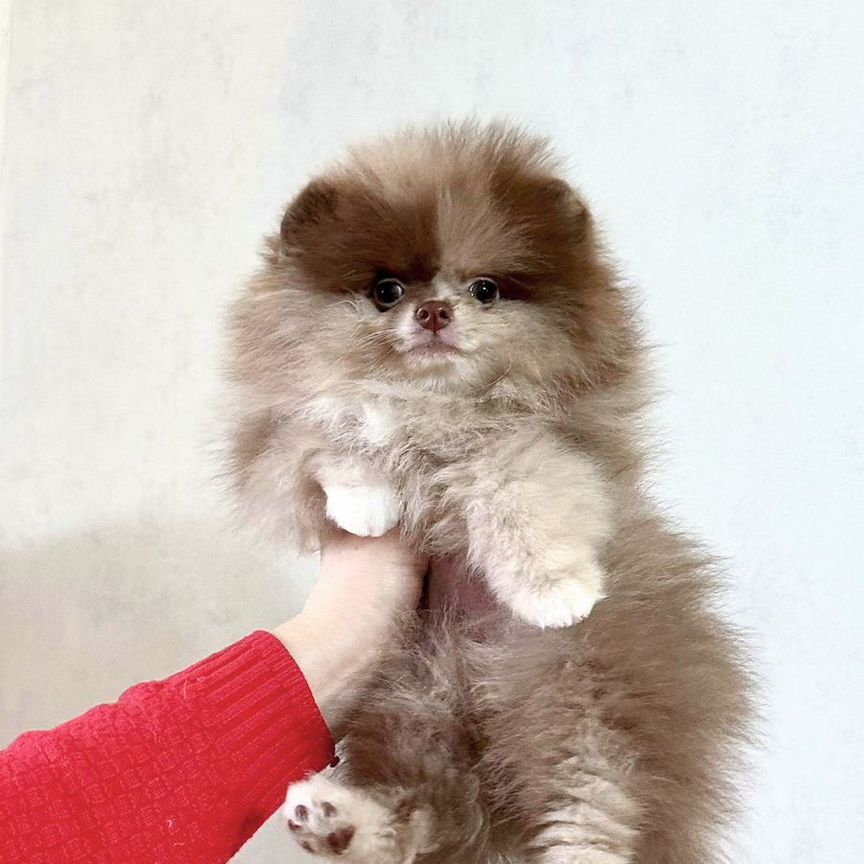 Померанский шпиц