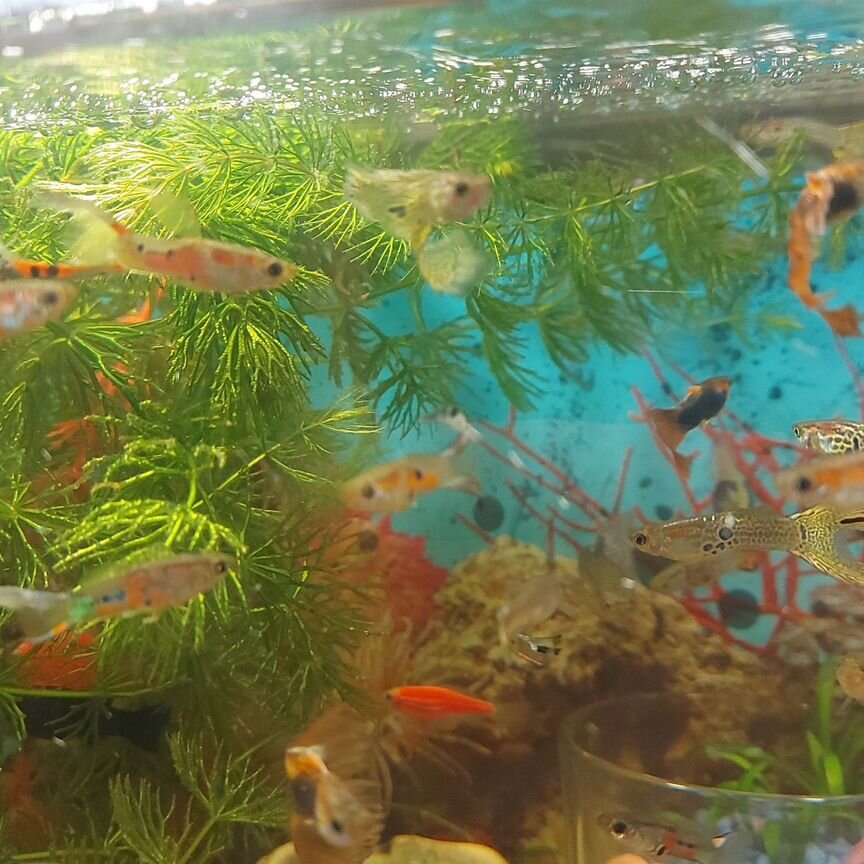 Аквариумные гуппи.30р.беременные самки