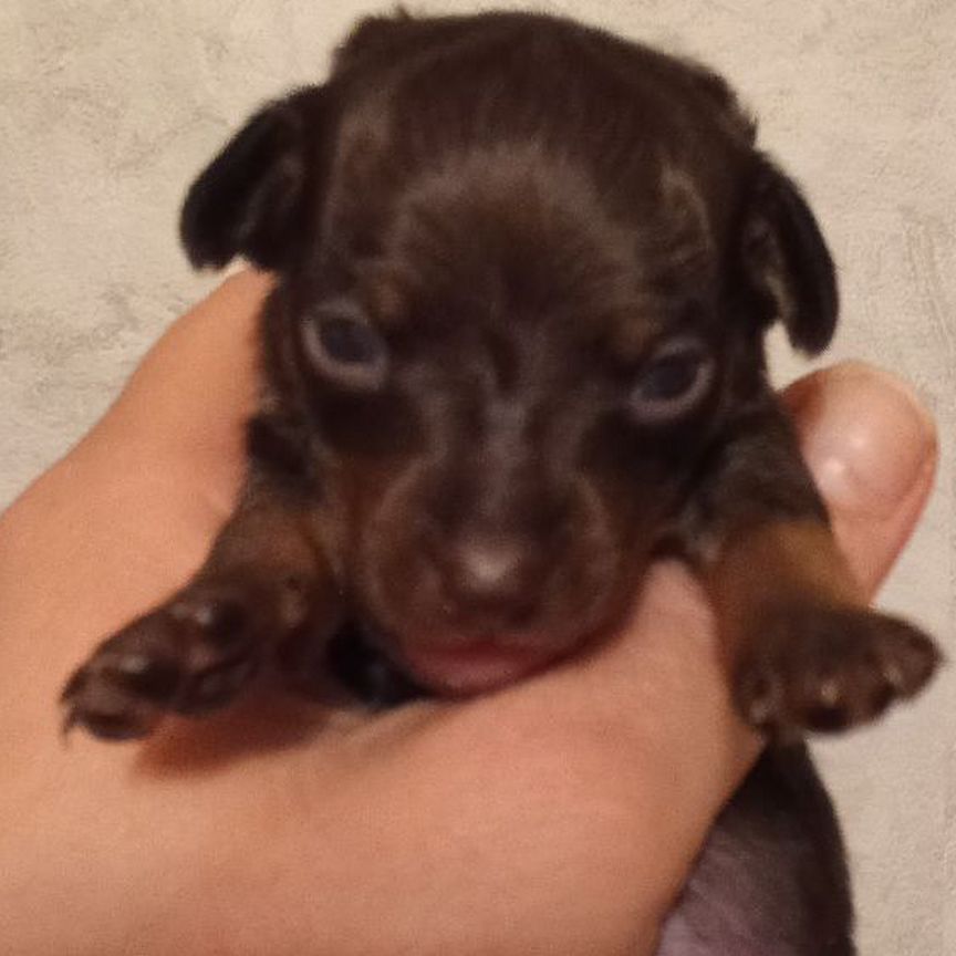 Русский той-терьер, щенок