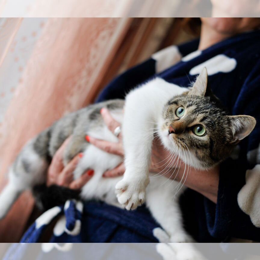 Взрослая кошка в добрые руки