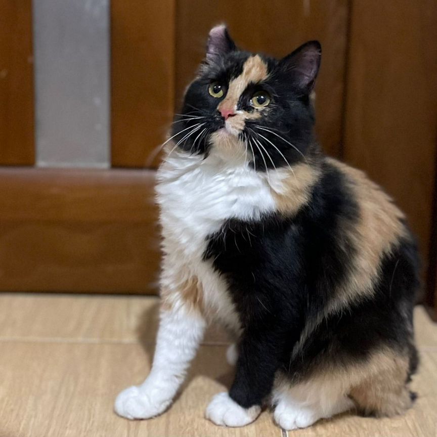 Котенок девочка в добрые руки