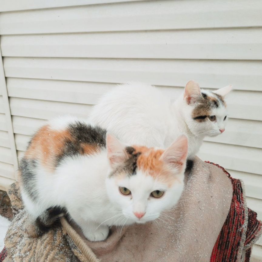 Котята