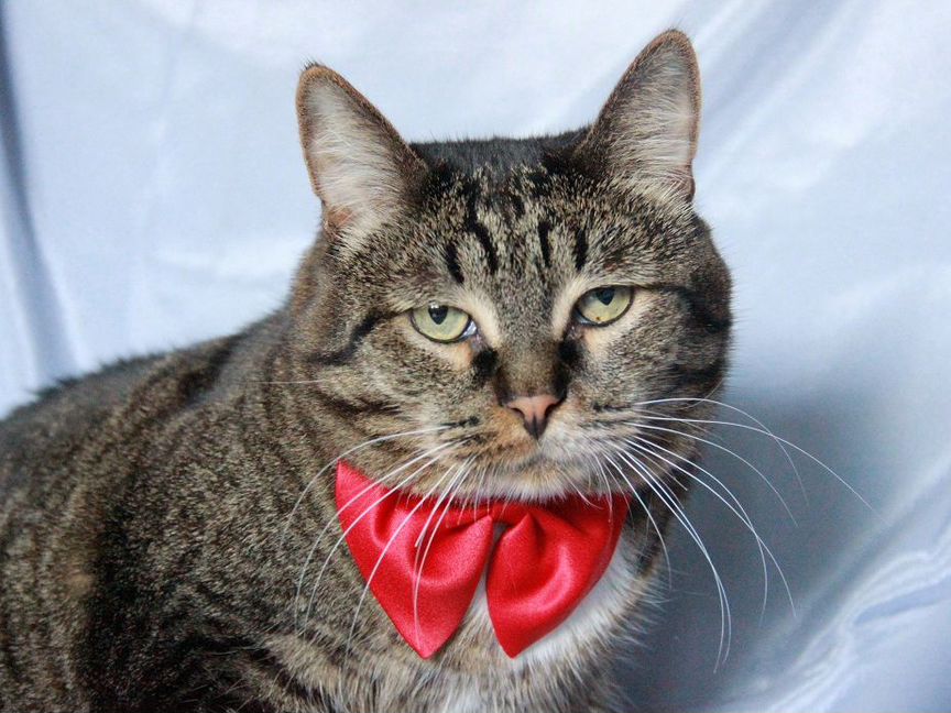 Кот-правозащитник в дар