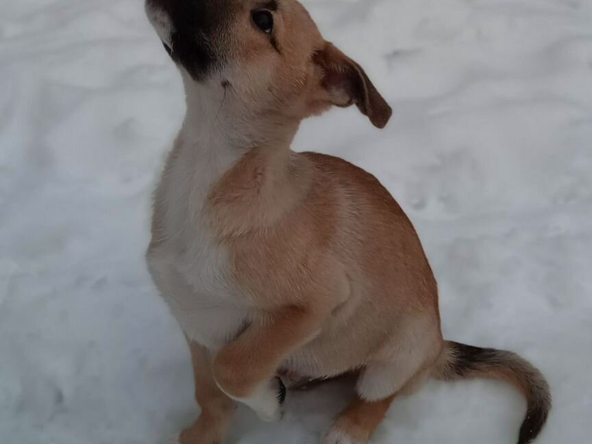 Собака породы "Дворь".Отдаю в добрые руки